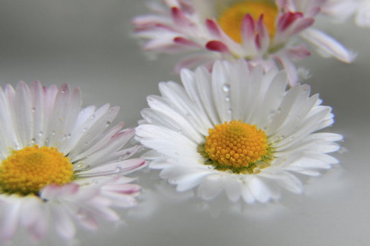 Augerbleamerl Images – Browse 9 Stock Photos, Vectors, and Video ...