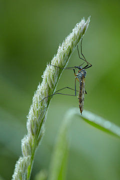 Schnacke Images – Browse 59 Stock Photos, Vectors, and Video | Adobe Stock