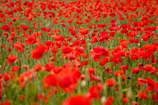 รูปภาพMohnblumenfeld – เลือกดูภาพถ่ายสต็อก เวกเตอร์ และวิดีโอ1,493 ...