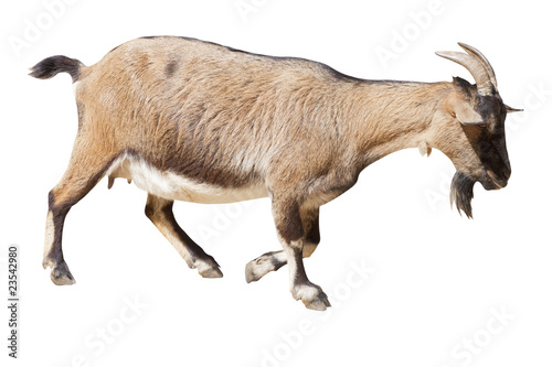 "chèvre" photo libre de droits sur la banque d'images Fotolia.com ...