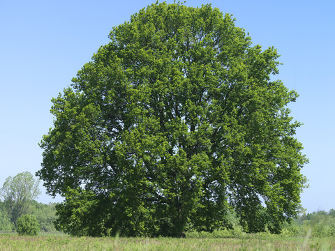 Eichenbaum 이미지 – 찾아보기 1,109 스톡 사진, 벡터 및 비디오 | Adobe Stock
