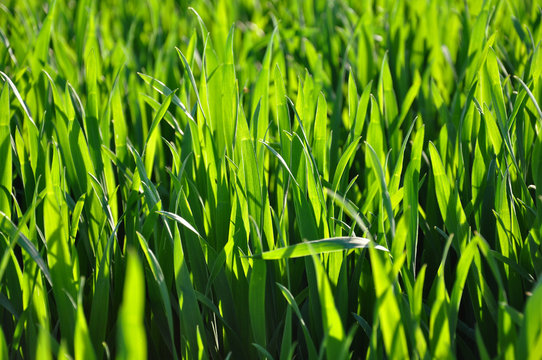 「Futtergras」の画像 - 80 件の Stock 写真、ベクターおよびビデオ | Adobe Stock