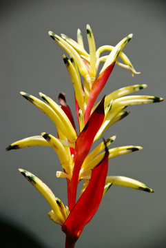 รูปภาพTropenpflanze – เลือกดูภาพถ่ายสต็อก เวกเตอร์ และวิดีโอ768 | Adobe ...