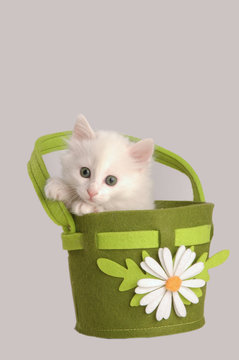 Micetti Bilder – Durchsuchen 109 Archivfotos, Vektorgrafiken und Videos ...