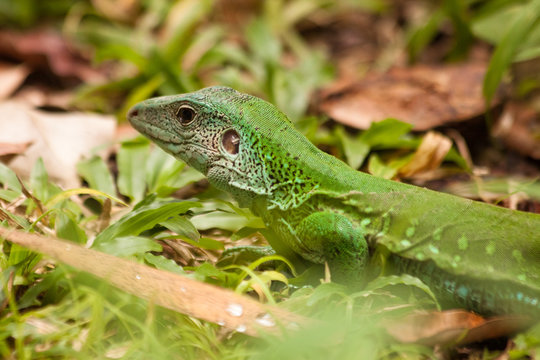 Calango Bilder – Durchsuchen 355 Archivfotos, Vektorgrafiken und Videos ...