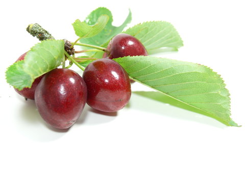 รูปภาพCerise – เลือกดูภาพถ่ายสต็อก เวกเตอร์ และวิดีโอ50,122 | Adobe Stock