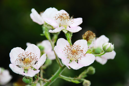 Brombeerhecke 이미지 – 찾아보기 80 스톡 사진, 벡터 및 비디오 | Adobe Stock
