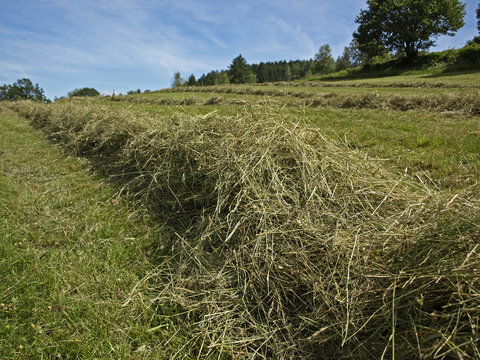 「Foin」の写真素材 | 8,534件の無料イラスト画像 | Adobe Stock