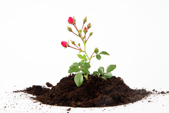 Buschrose Images – Browse 3 Stock Photos, Vectors, and Video | Adobe Stock