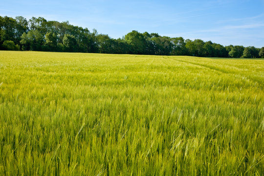 Gerstenfeld 이미지 – 찾아보기 3,754 스톡 사진, 벡터 및 비디오 | Adobe Stock