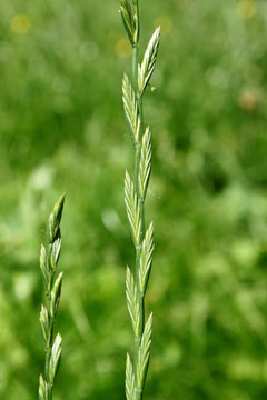 Futtergras bilder – Bläddra bland 89 stockfoton, vektorer och videor ...