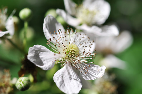 Brombeerhecke 이미지 – 찾아보기 80 스톡 사진, 벡터 및 비디오 | Adobe Stock