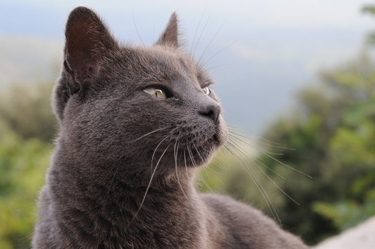 「Chartreux」の写真素材 | 3,149件の無料イラスト画像 | Adobe Stock