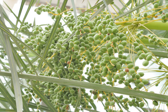 "Green Dates" Bilder – Durchsuchen 48 Archivfotos, Vektorgrafiken und ...