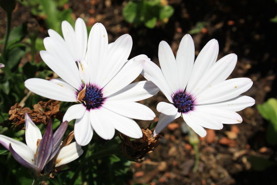 DIE 95 BESTEN BILDER, STOCK-FOTOS UND -VEKTORGRAFIKEN ZU „Blumme ...