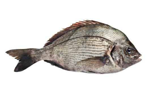 "Dorade Box"-Bilder: Stock-Fotos & -Videos. | Adobe Stock