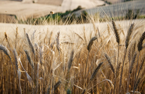 Hartweizen Bilder – Durchsuchen 51,655 Archivfotos, Vektorgrafiken und ...