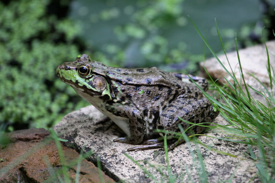 Bullfrog bilder – Bläddra bland 8,476 stockfoton, vektorer och videor ...