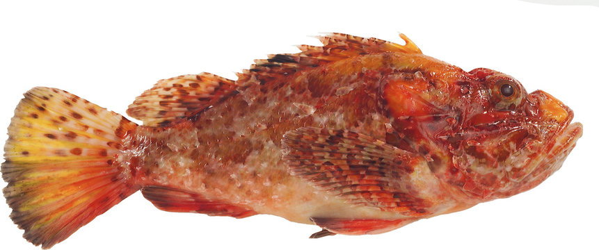 "Rascasse Rouge" Images – Browse 13 Stock Photos, Vectors, and Video ...