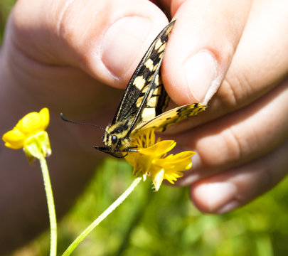 รูปภาพFarfalla – เลือกดูภาพถ่ายสต็อก เวกเตอร์ และวิดีโอ15,707 | Adobe Stock