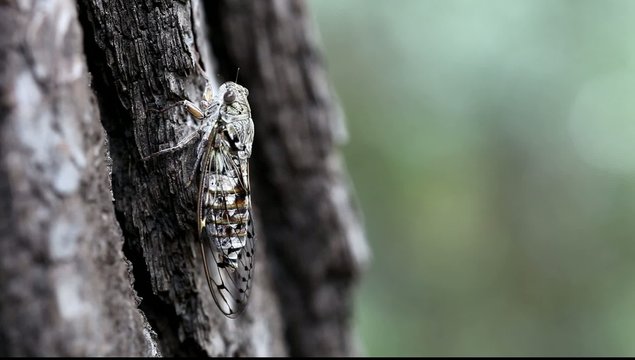 Cigale Images – Browse 1,115 Stock Photos, Vectors, and Video | Adobe Stock