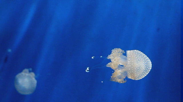 Nettle-Fish Bilder – Durchsuchen 919 Archivfotos, Vektorgrafiken und ...