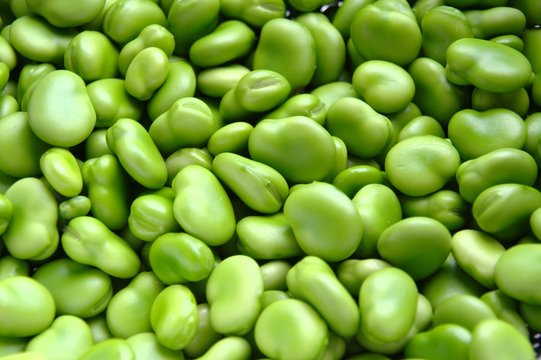 Favabohne Images – Parcourir 82 le catalogue de photos, vecteurs et ...