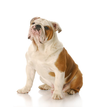 "English Bulldog" Images – Browse 36,884 Stock Photos, Vectors, and ...