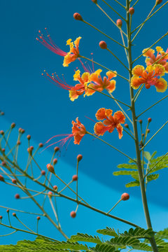 รูปภาพFolwer – เลือกดูภาพถ่ายสต็อก เวกเตอร์ และวิดีโอ235 | Adobe Stock