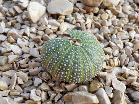 Seeigelskelett Bilder – Durchsuchen 275 Archivfotos, Vektorgrafiken und ...