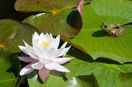 Frogs Jumping On Lily Pads