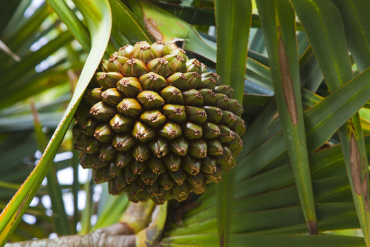 รูปภาพPandanut – เลือกดูภาพถ่ายสต็อก เวกเตอร์ และวิดีโอ7 | Adobe Stock