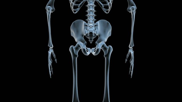 Skeleton X Ray Images – Browse 195,469 Stock Photos, Vectors, and Video ...