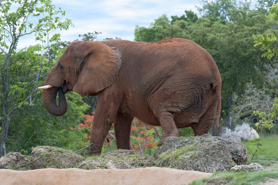 รูปภาพDickkopf – เลือกดูภาพถ่ายสต็อก เวกเตอร์ และวิดีโอ177 | Adobe Stock
