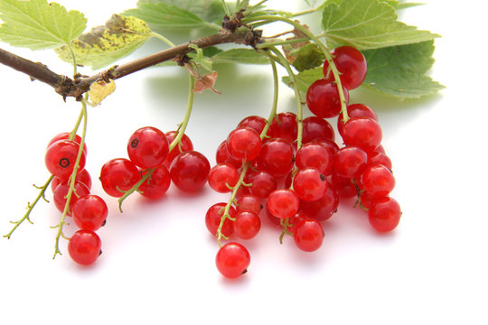 Groseille Bilder – Durchsuchen 2,606 Archivfotos, Vektorgrafiken und ...