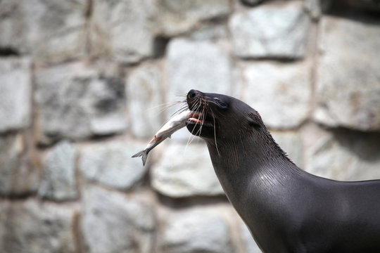 「Seerobbe」の画像 - 290 件の Stock 写真、ベクターおよびビデオ | Adobe Stock