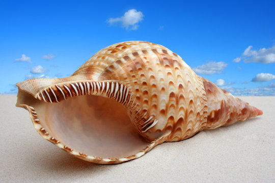 Trompetenschnecke Images – Browse 7 Stock Photos, Vectors, and Video ...