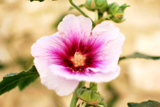 รูปภาพBauernrose – เลือกดูภาพถ่ายสต็อก เวกเตอร์ และวิดีโอ450 | Adobe Stock