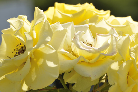 รูปภาพBuschrose – เลือกดูภาพถ่ายสต็อก เวกเตอร์ และวิดีโอ283 | Adobe Stock