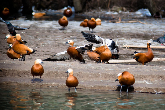 รูปภาพChakravaka – เลือกดูภาพถ่ายสต็อก เวกเตอร์ และวิดีโอ3,478 | Adobe ...