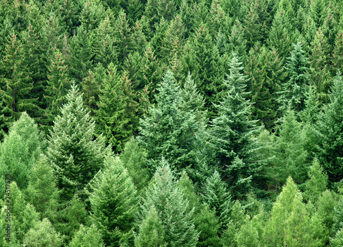 "Nadelwald" Stockfotos und lizenzfreie Bilder auf Fotolia.com - Bild ...