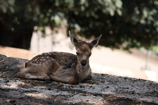 Cerbiatto Images – Browse 911 Stock Photos, Vectors, and Video | Adobe ...