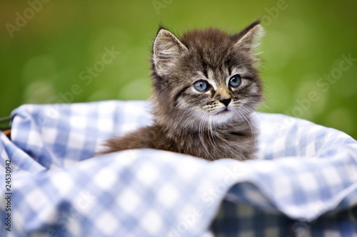 "kleine Babykatze im Körbchen" Stockfotos und lizenzfreie Bilder auf ...