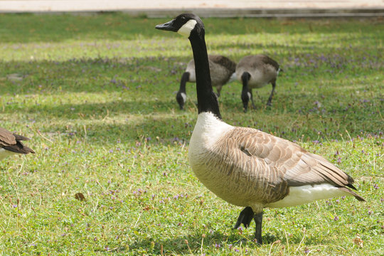 Imágenes de Fluggans: descubre bancos de fotos, ilustraciones, vectores ...