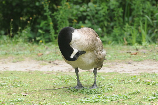 Fluggans bilder – Bläddra bland 28 stockfoton, vektorer och videor ...