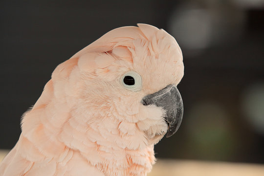 Pink Parrot Bird