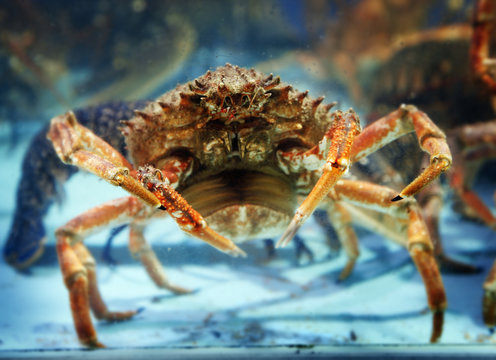 Seespinne Images – Browse 38 Stock Photos, Vectors, and Video | Adobe Stock