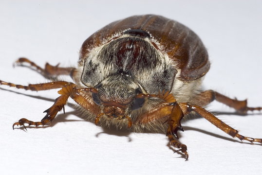 3,721 BEST Melolontha IMAGES, STOCK PHOTOS & VECTORS | Adobe Stock