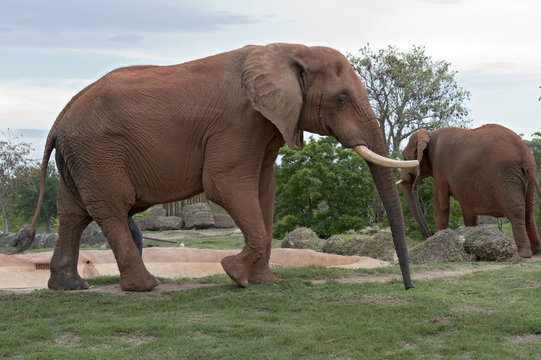 รูปภาพDickkopf – เลือกดูภาพถ่ายสต็อก เวกเตอร์ และวิดีโอ177 | Adobe Stock