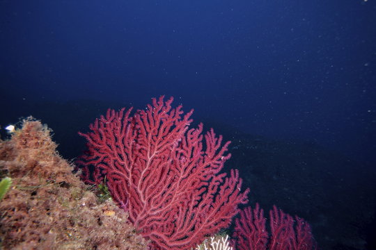 รูปภาพCelenterati – เลือกดูภาพถ่ายสต็อก เวกเตอร์ และวิดีโอ86 | Adobe Stock